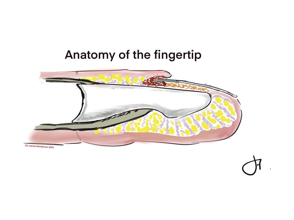 Anatomy of the fingertip - James Henderson - Specialist Plastic & Hand ...