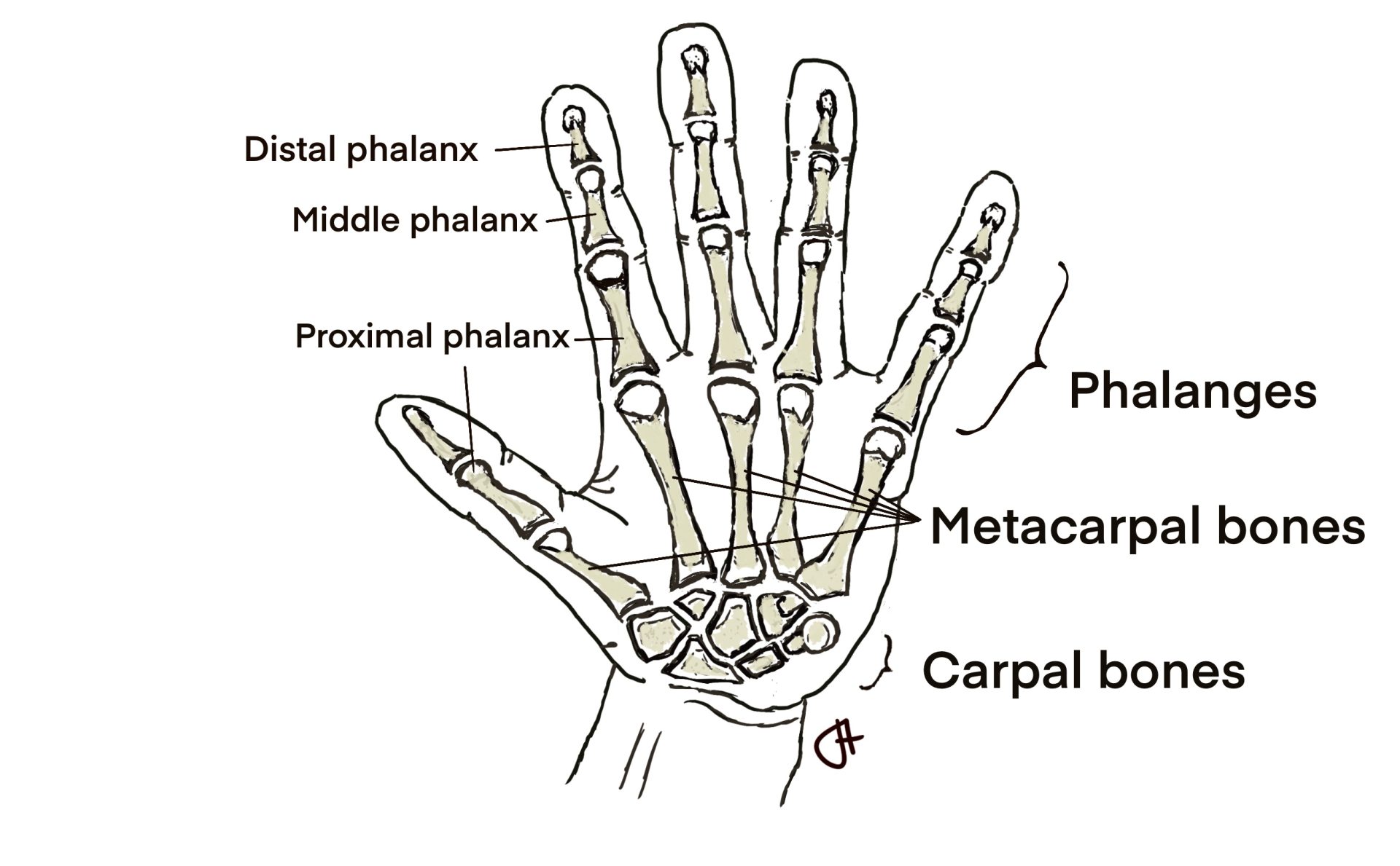 bones of the fingers - James Henderson - Specialist Plastic & Hand Surgeon